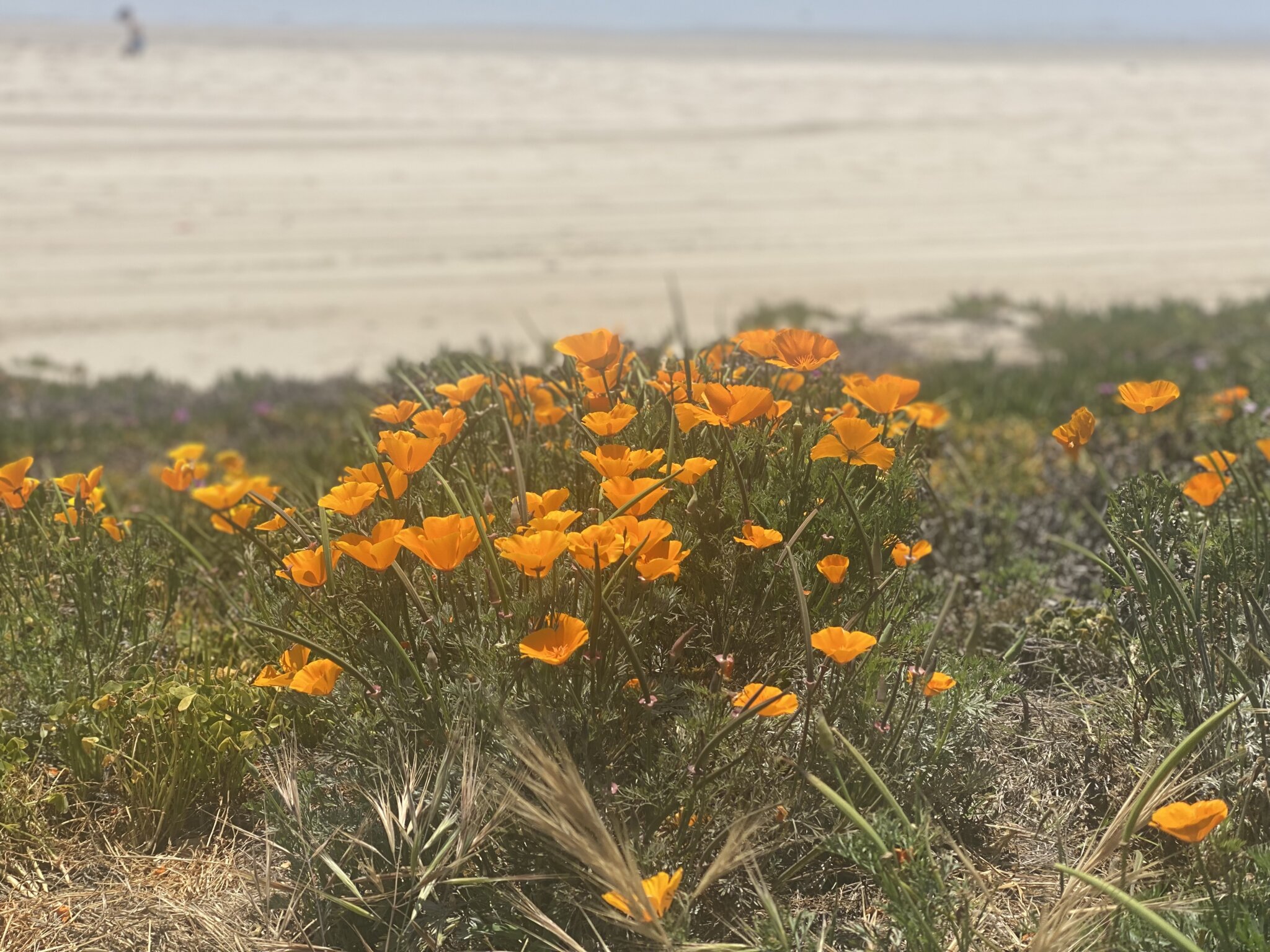 Los Angeles Superbloom 2026 Hiking Tour - Los Angeles...