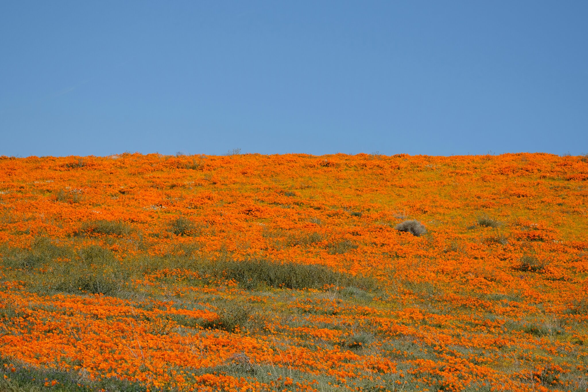 Los Angeles Superbloom 2026 Hiking Tour - Los Angeles...